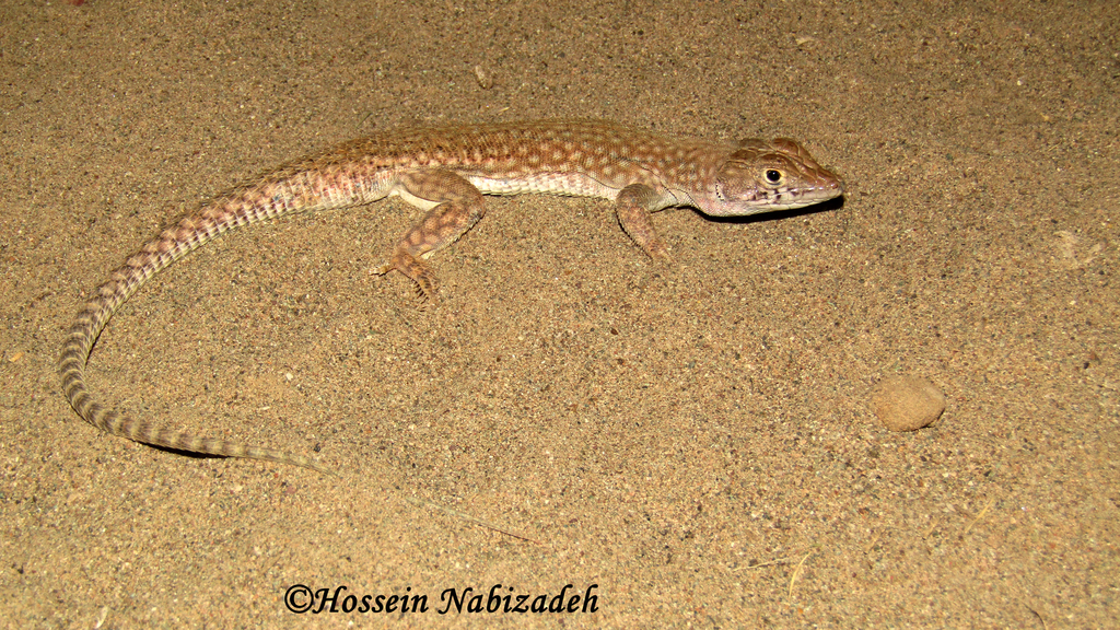 Schmidt's Fringe-fingered Lizard from Dashte Azadeghan, Khuzestan ...