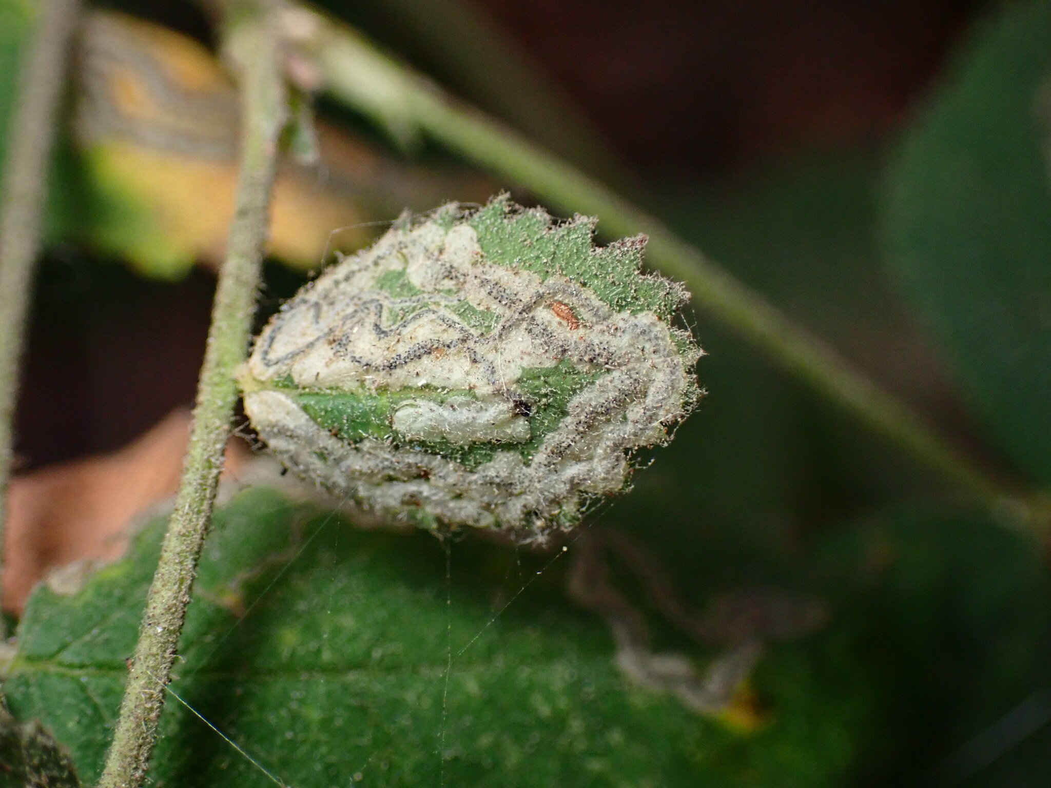 Stigmella centifoliella (Zeller, 1848) Beirne, 1945