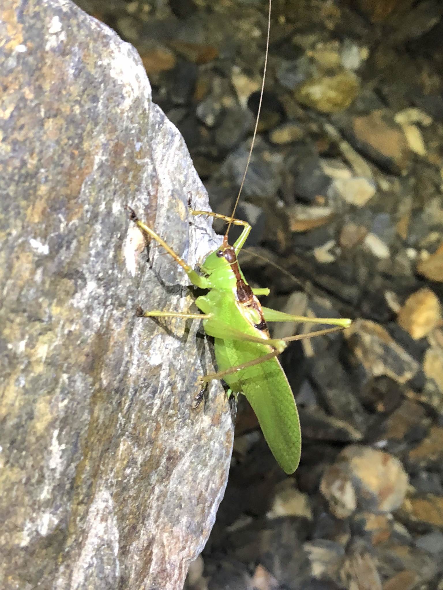 Hexacentrus unicolor Serville, 1831