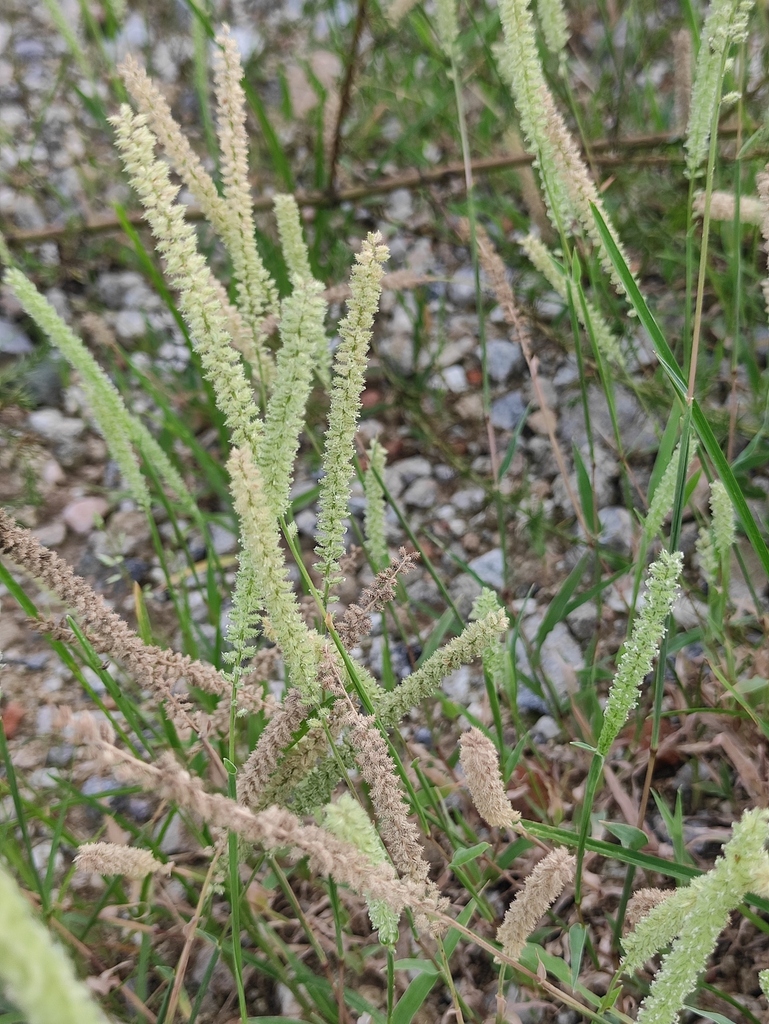 African bur-grass from Tai'an, Shandong, China on August 6, 2022 at 06: ...