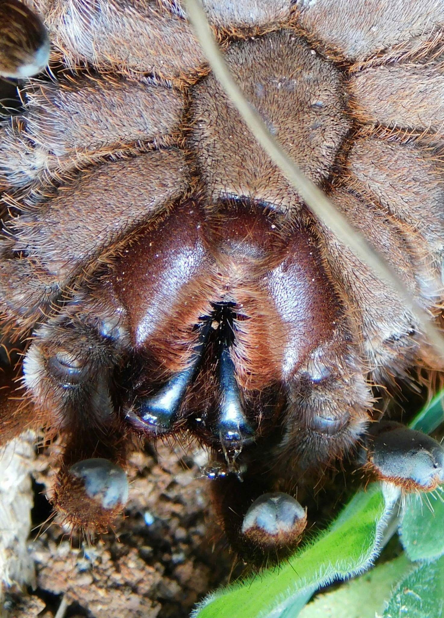 King Baboon Tarantula Male