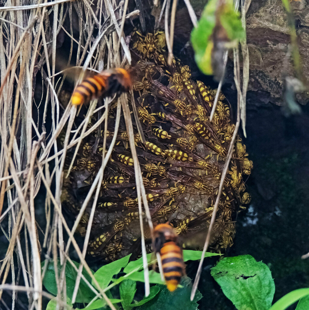 Asian Giant Hornet from Geumsan-myeon, Jinju-si, Gyeongsangnam-do ...