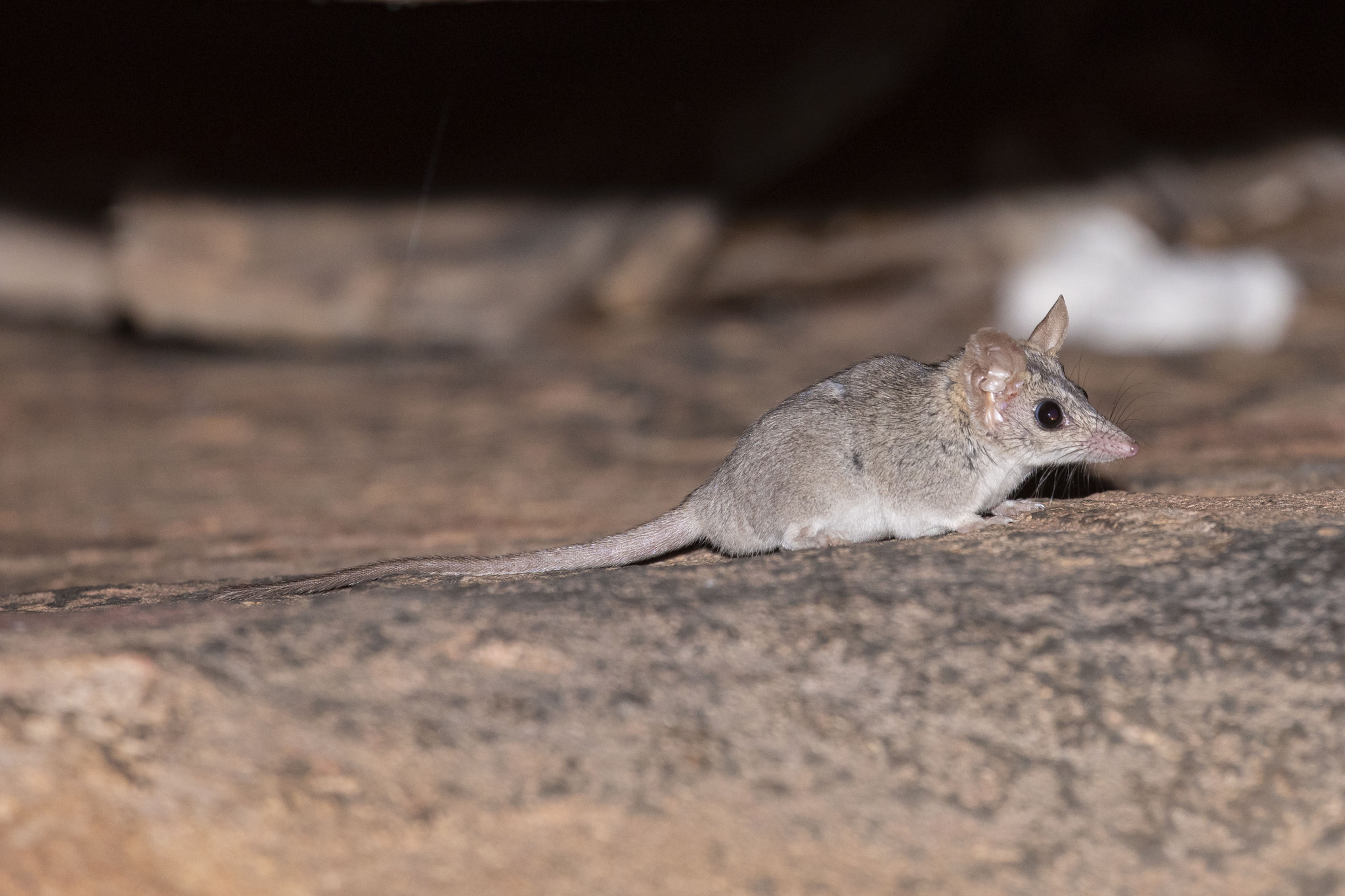 Pseudantechinus Tate, 1947
