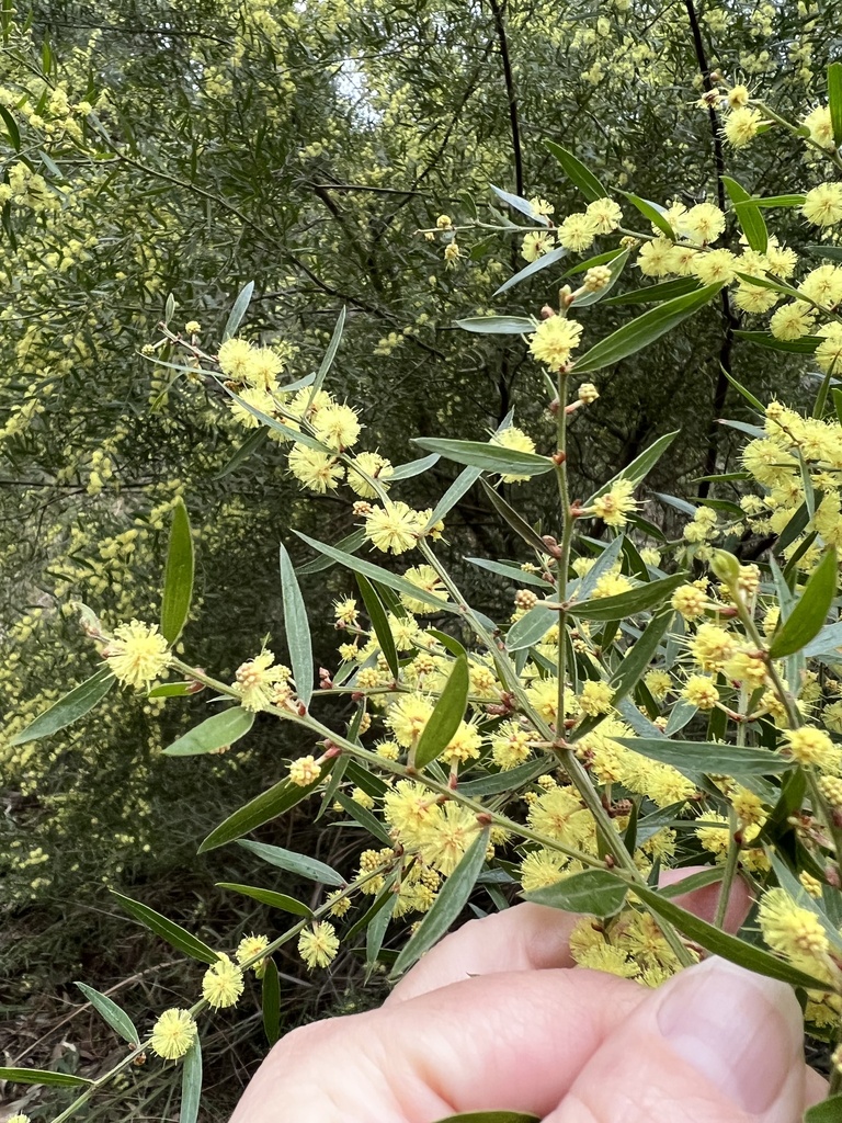 Varnish Wattle from Dandenong Ranges National Park, Mount Dandenong ...