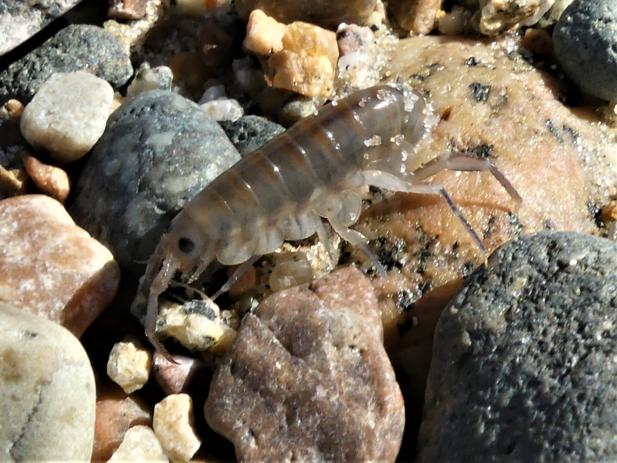 Talitrus saltator (Montagu, 1808)