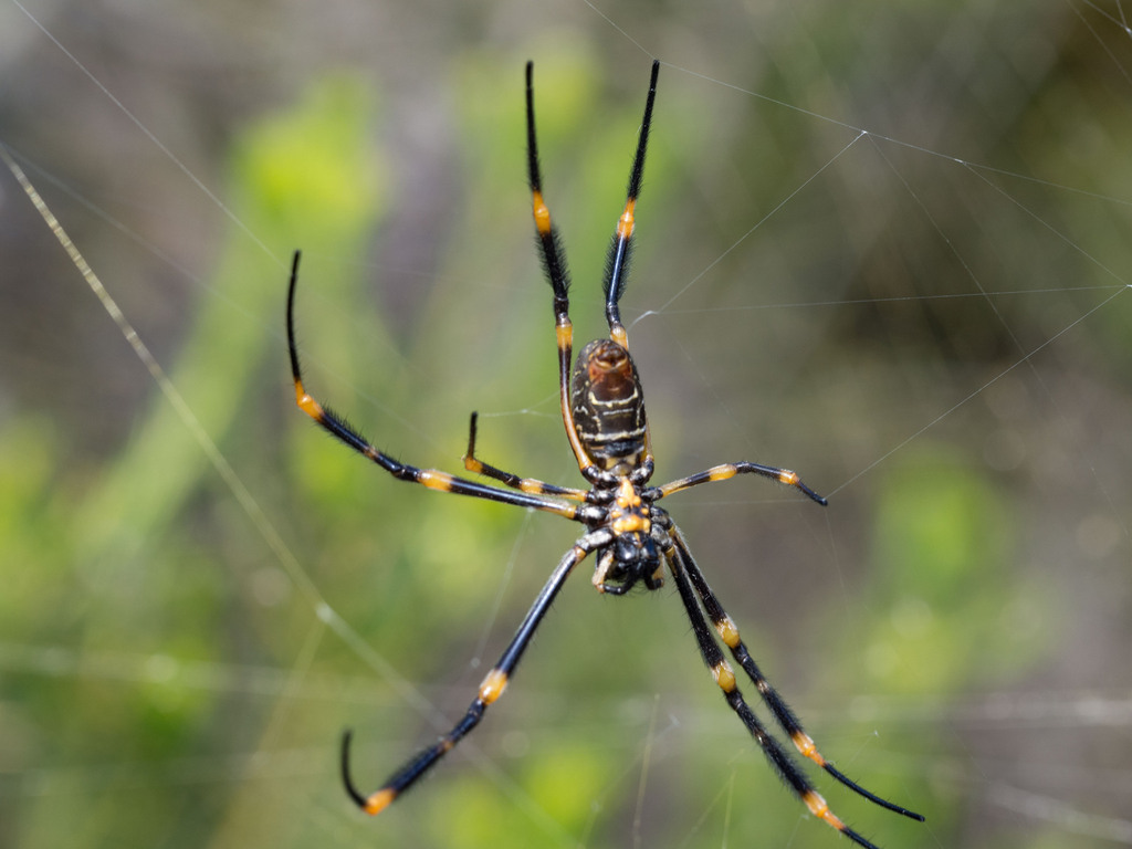 Tiger Spider from Jervis Bay JBT 2540, Australia on April 7, 2016 at 10 ...