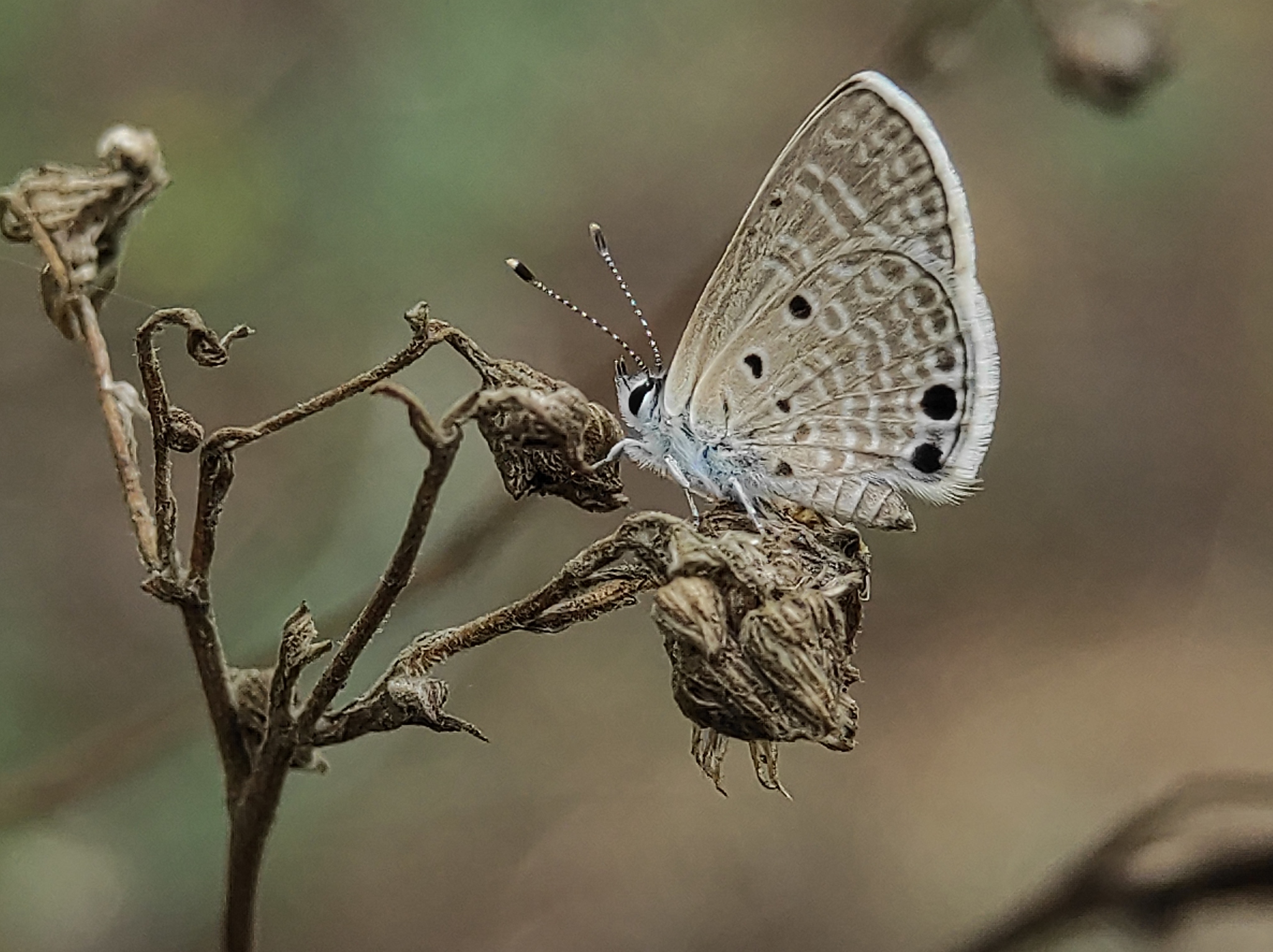 Azanus ubaldus (Cramer, 1782)