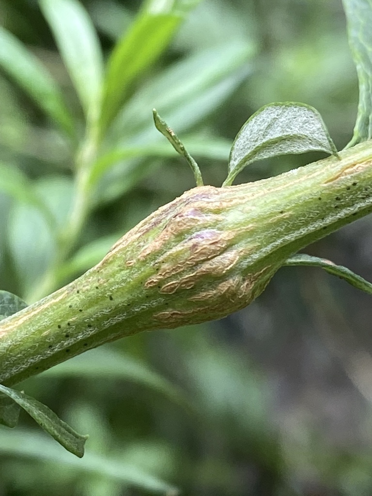Arthropods from Brown Rd, Wexford, PA, US on August 17, 2022 at 11:36 ...