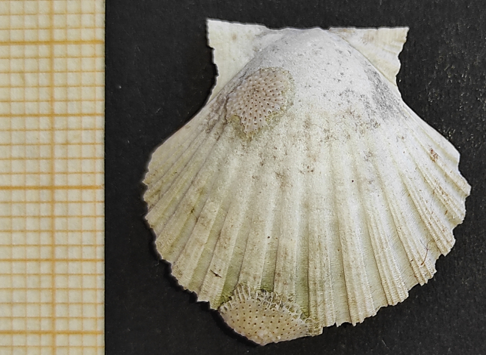 Pecten jacobaeus (Linnaeus, 1758)