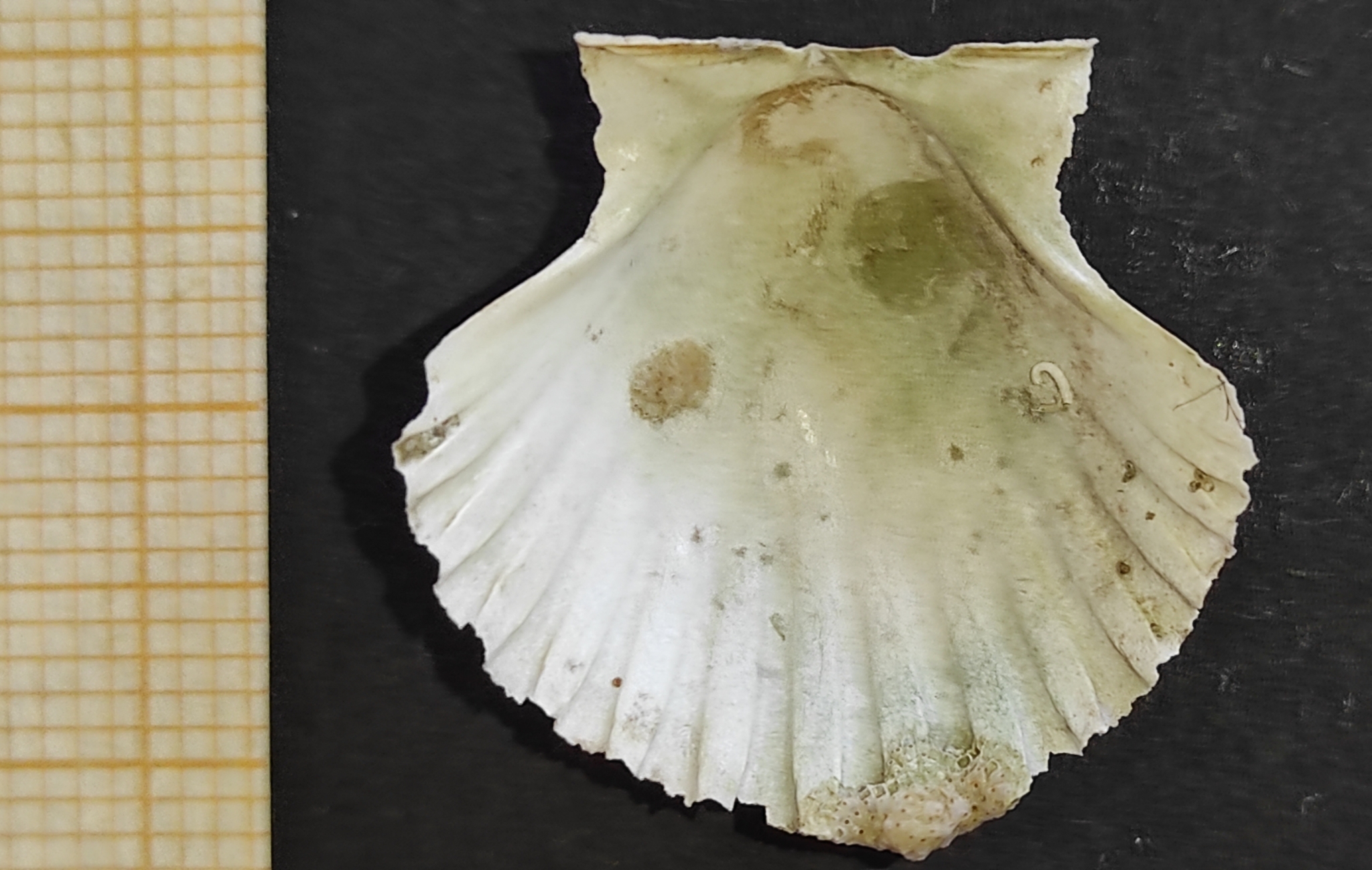 Pecten jacobaeus (Linnaeus, 1758)
