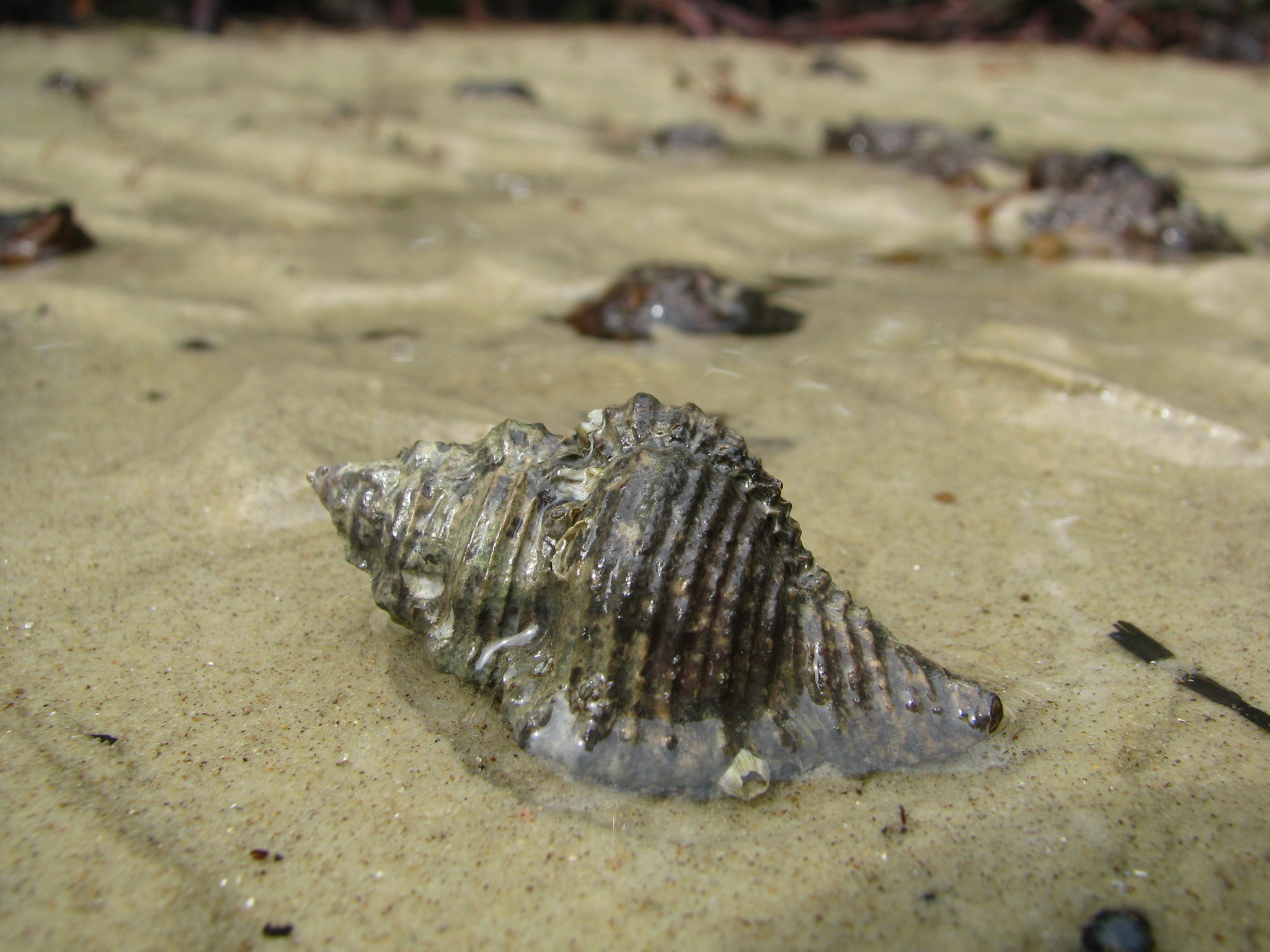 Chicoreus capucinus (Lamarck, 1822)