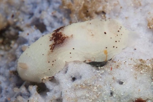 Saddled Nudibranch (Cadlina sp-a) · iNaturalist