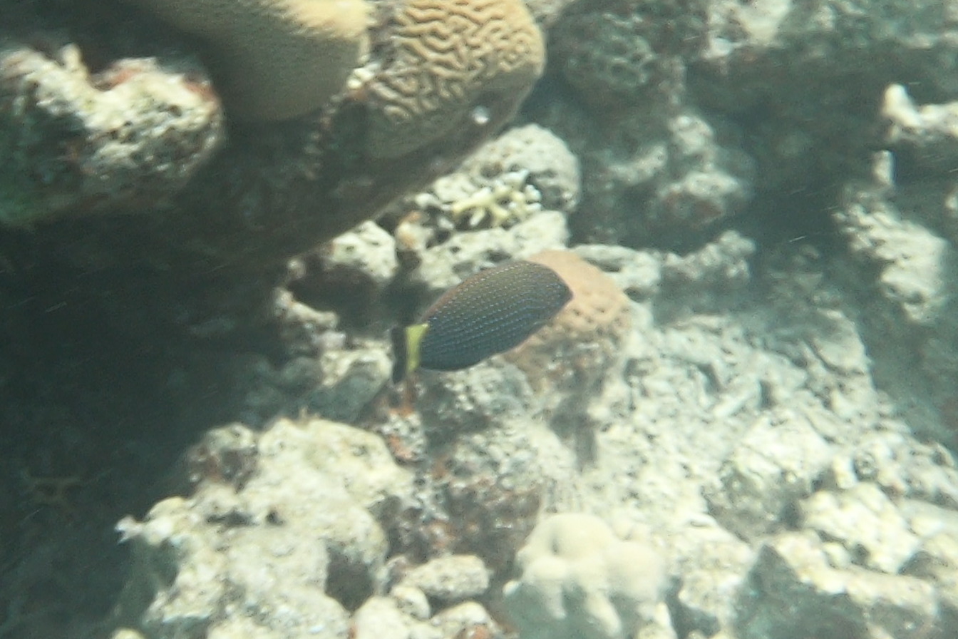 Anampses lineatus Randall, 1972