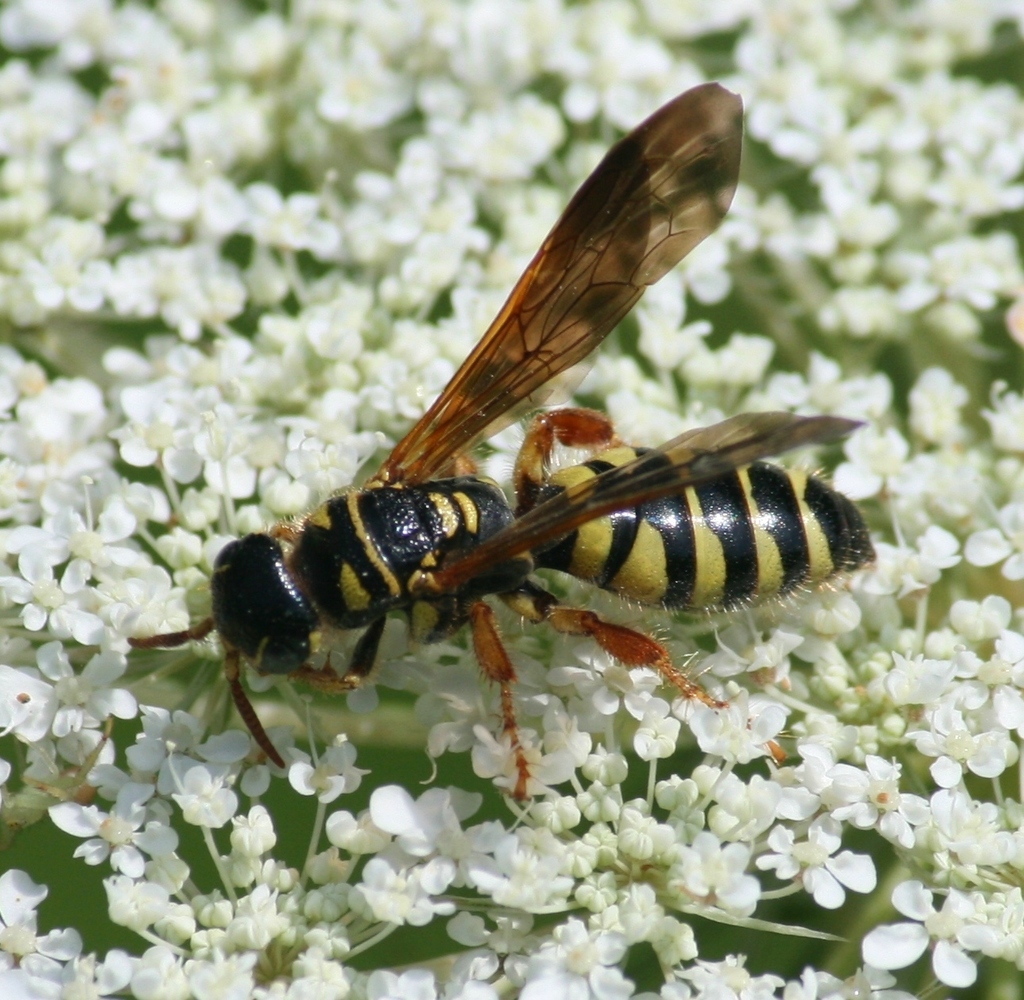 Five-banded Thynnid Wasp (LLL) · iNaturalist