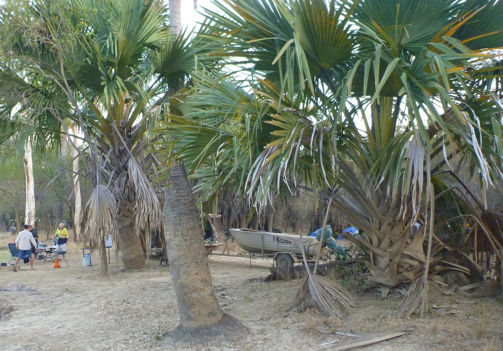 gebang palm (Corypha utan) - Botanical Realm