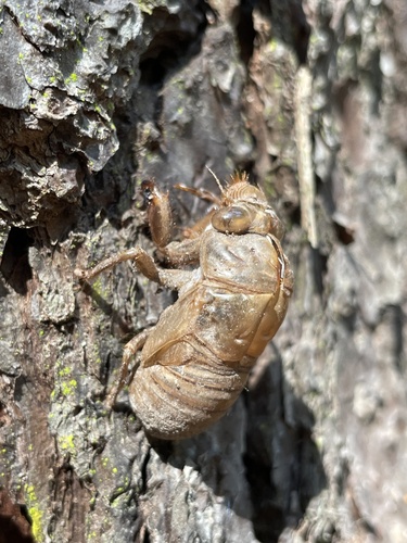 Observações de fleetfox · BioDiversity4All