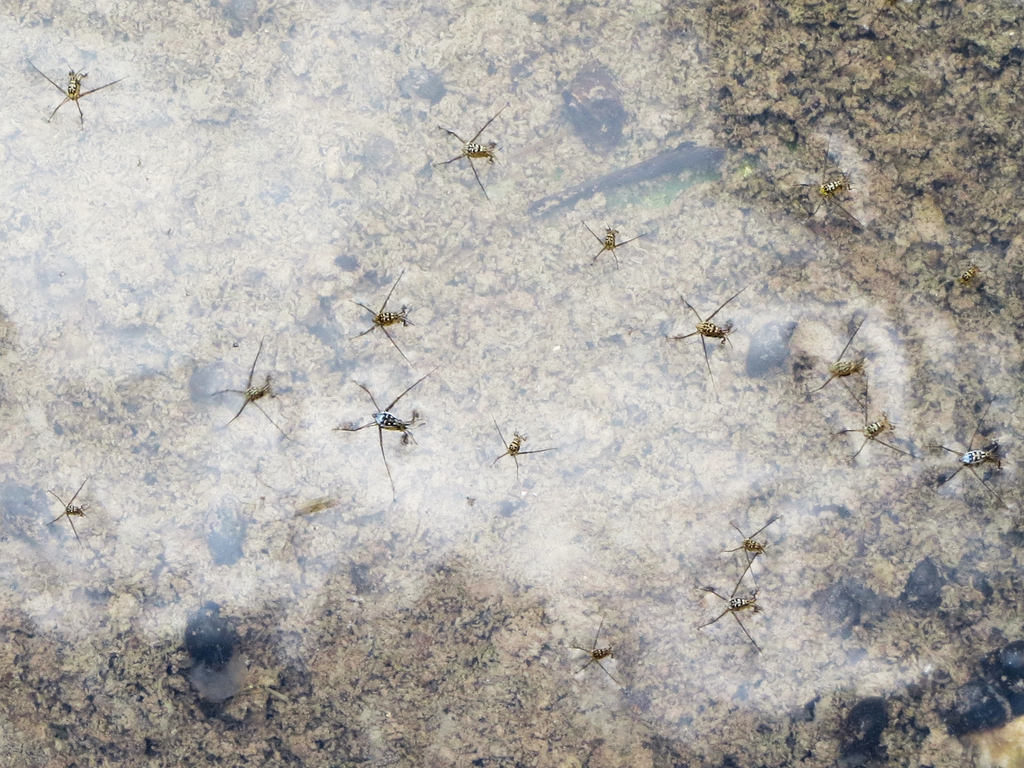 Trepobates from Plano, TX, USA on August 17, 2022 at 04:20 PM by efell ...