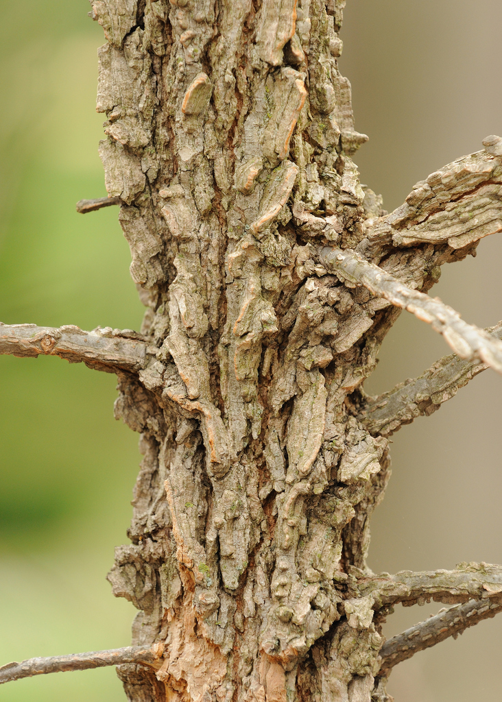 winged elm (TVA, White's Creek Small Wild Area, Plants) · iNaturalist