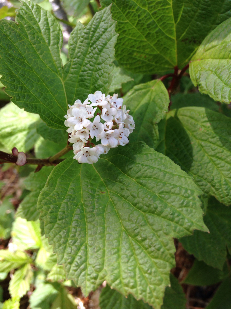 squashberry (Viburnum edule) - Botanical Realm