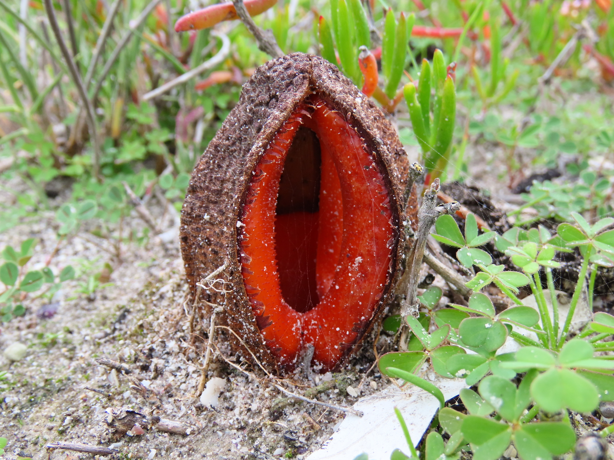 Hydnora africana Thunb.