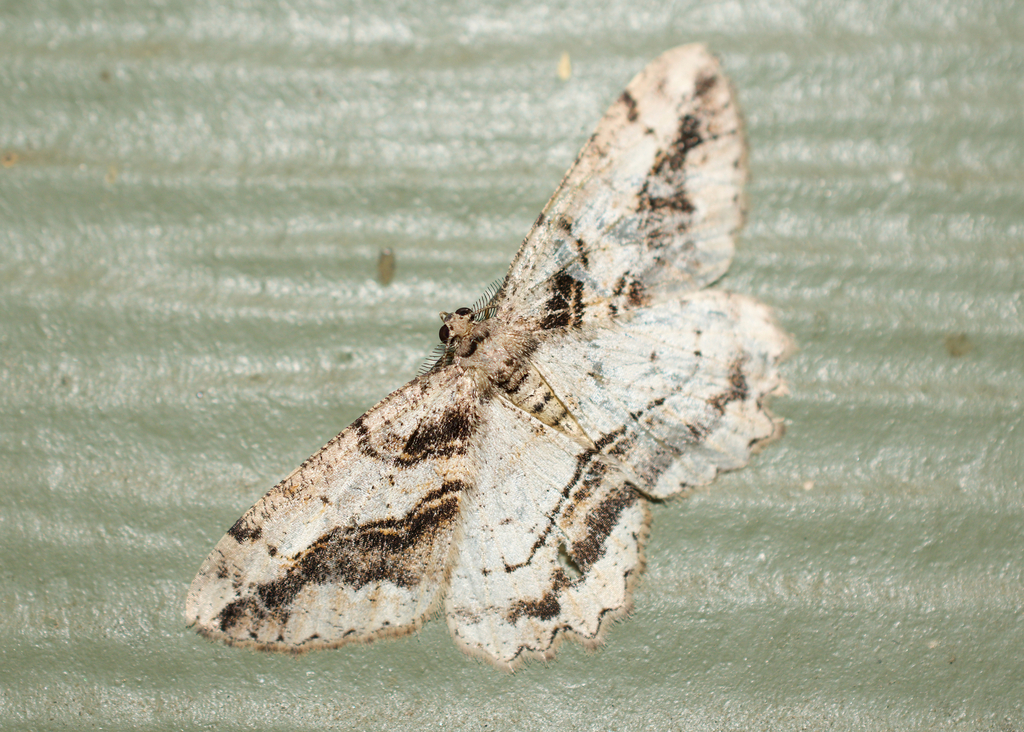 Brown-lined Looper from Capital, CA-BC, CA on August 18, 2022 at 05:32 ...