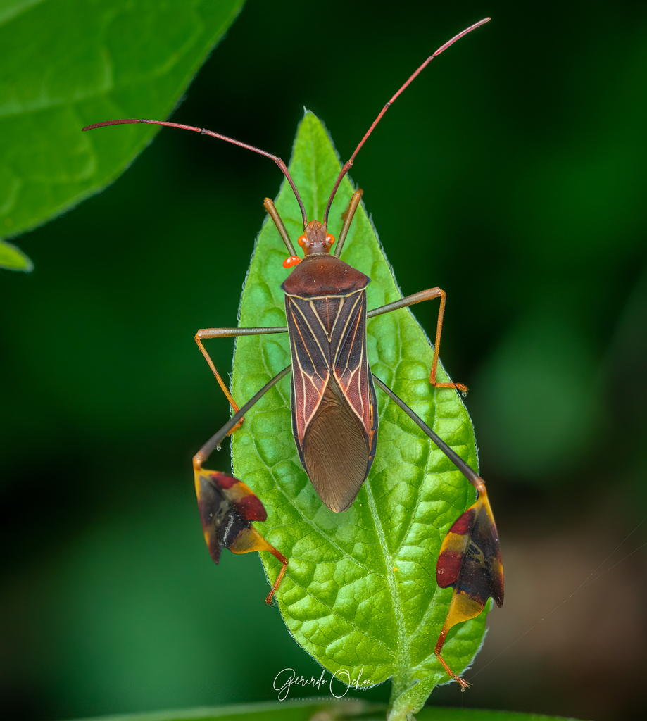 Bitta lurida from Morelia, Mich., México on July 12, 2022 at 12:08 PM ...