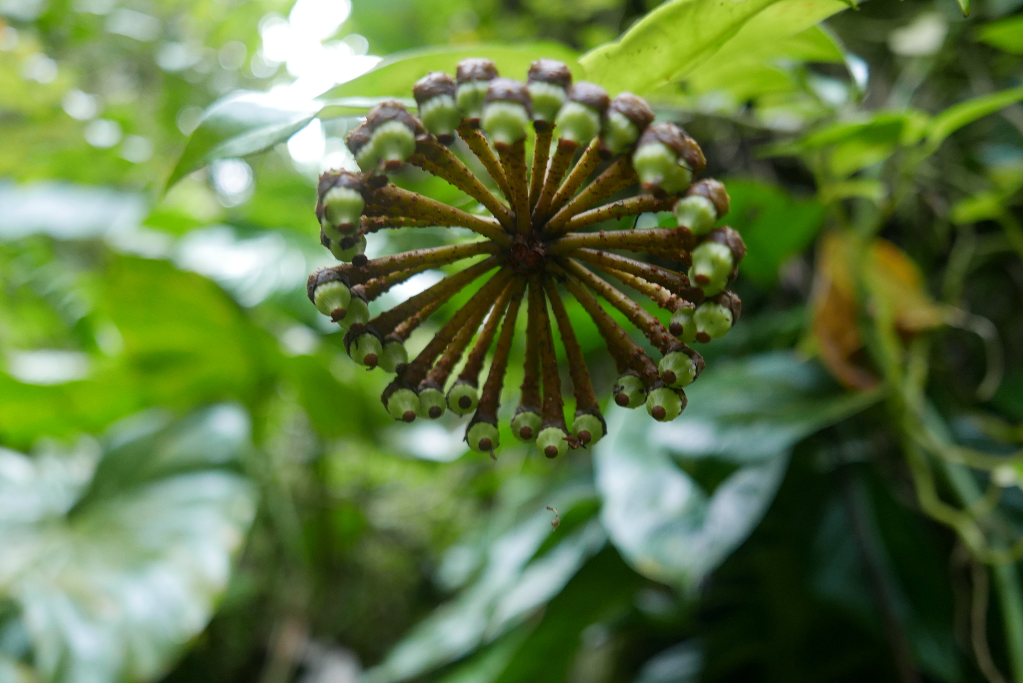 Marcgravia umbellata L.
