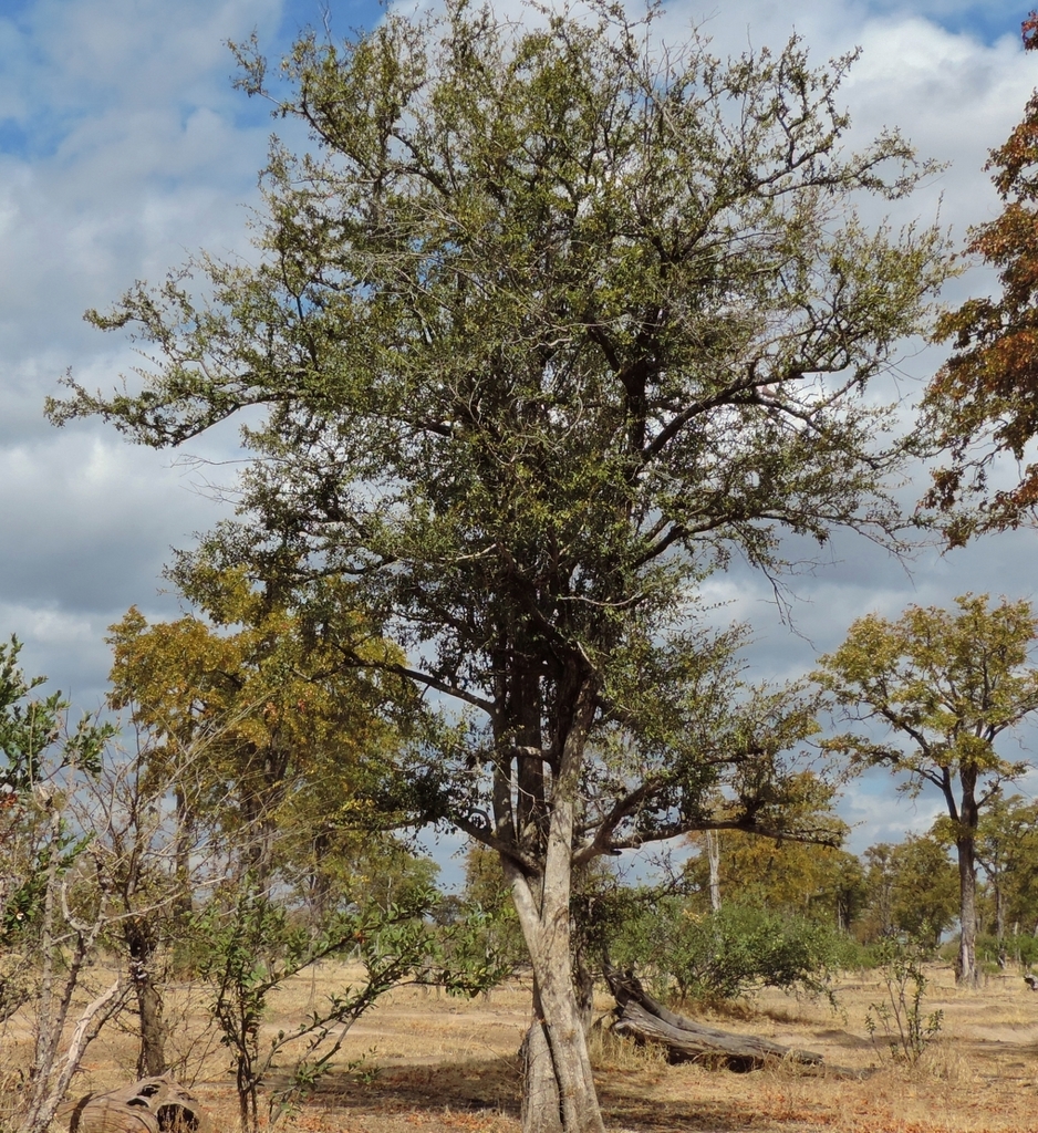 (Diospyros quiloensis) - Botanical Realm