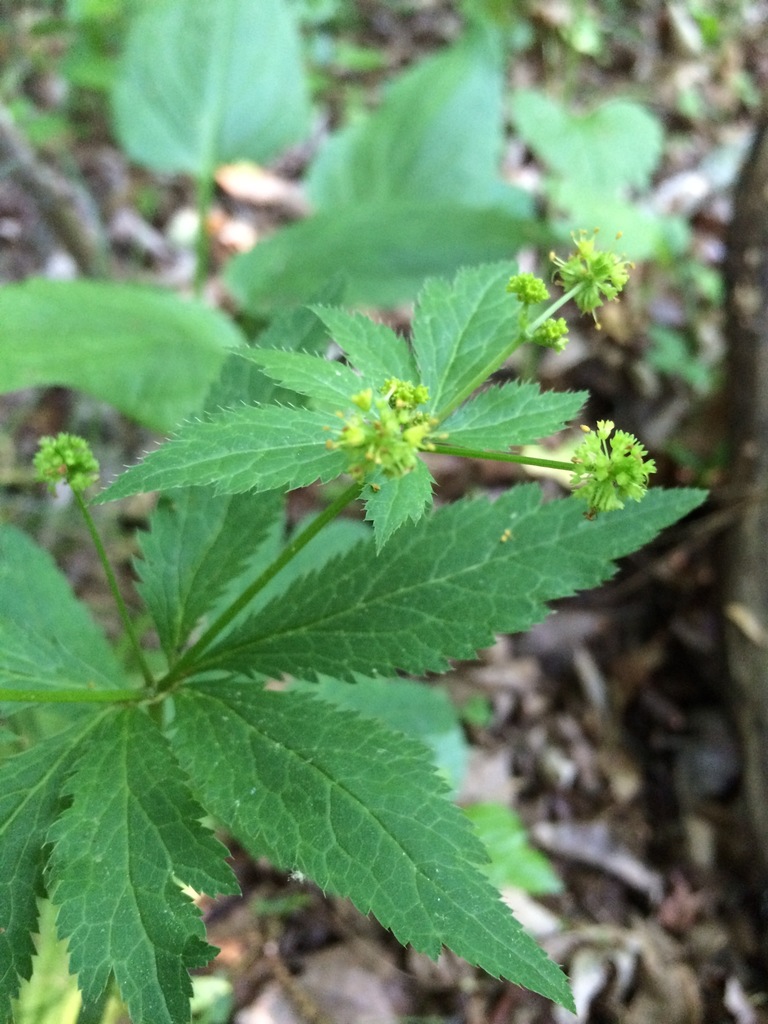 Black Snakeroot (Nash Prairie Plants List) · iNaturalist