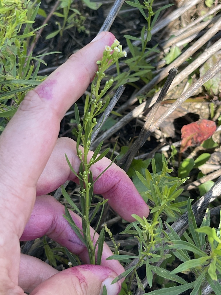 horseweed from Centre County, US-PA, US on August 18, 2022 at 01:25 PM ...
