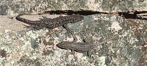 Blue-Green Smooth-throated Lizard (Liolaemus tenuis) - Snakes and Lizards