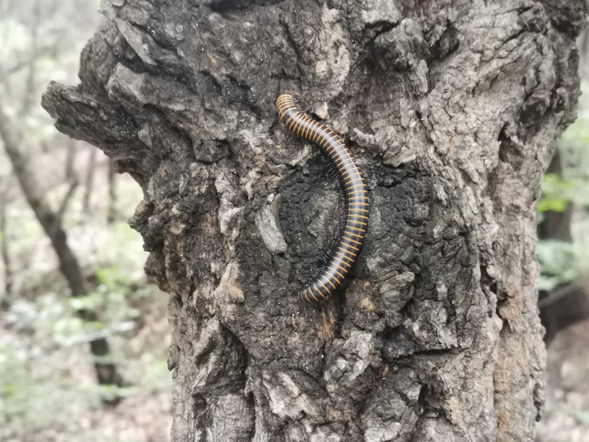 Spirobolus bungii Brandt, 1833