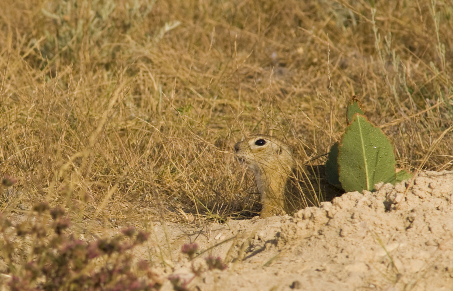 Spermophilus pygmaeus (Pallas, 1778)