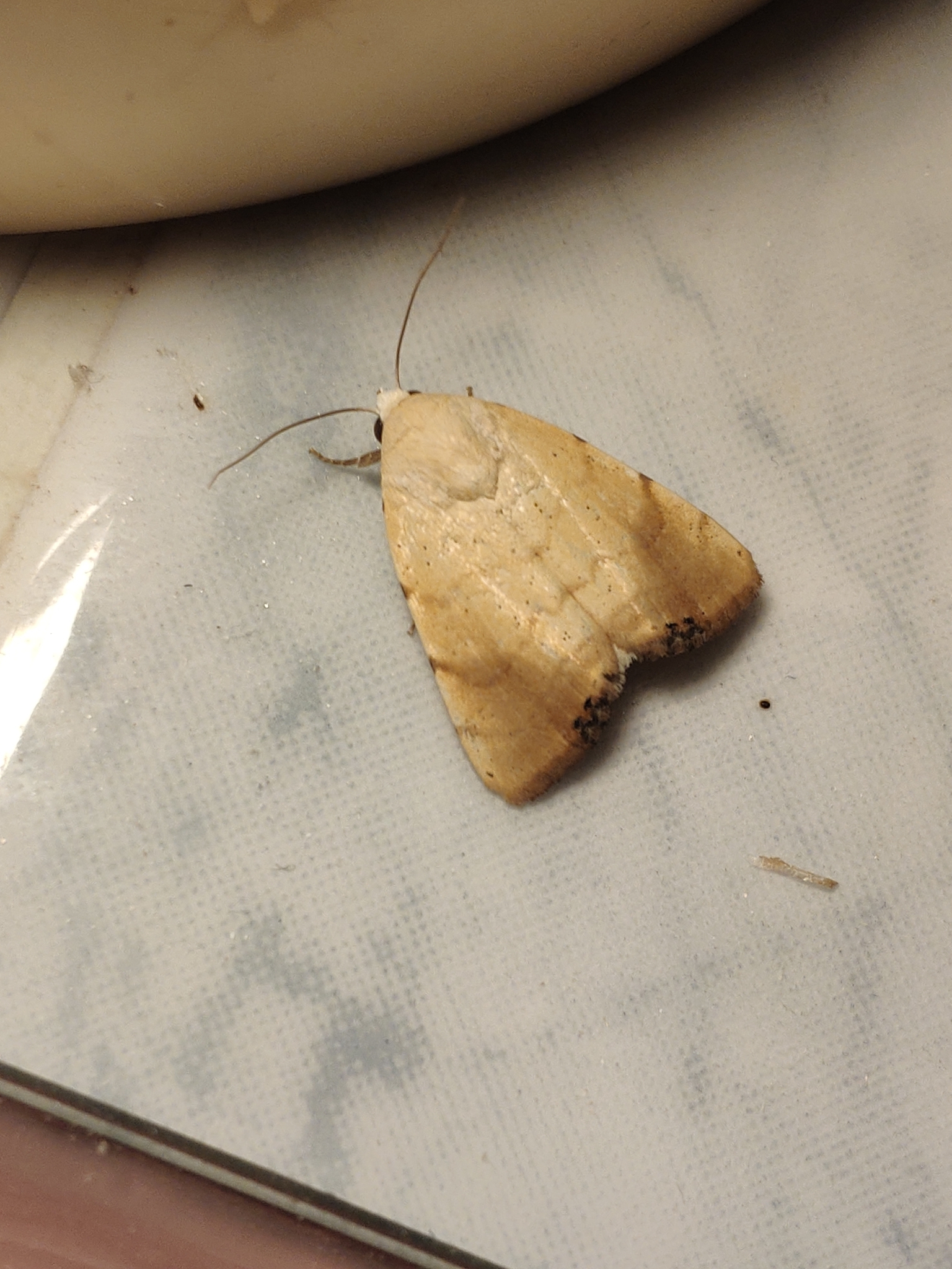 Xanthodes albago (Fabricius, 1794)