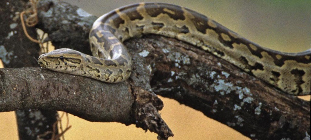 Southern African Python from Taranglre NP, Tanzania on August 5, 2002 ...