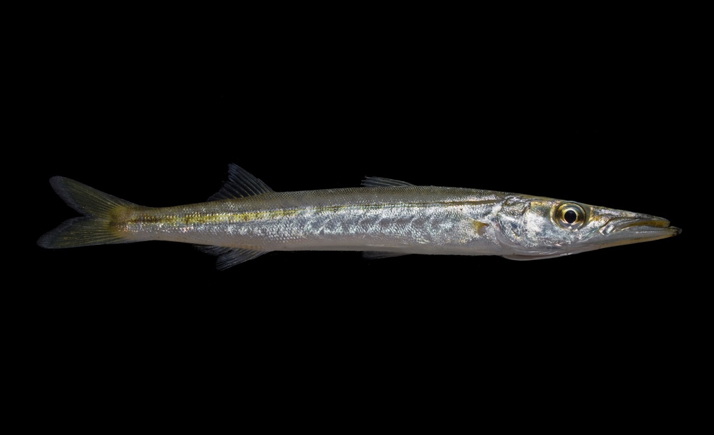 Northern Sennet (Sphyraena borealis) - Marine Life Identification