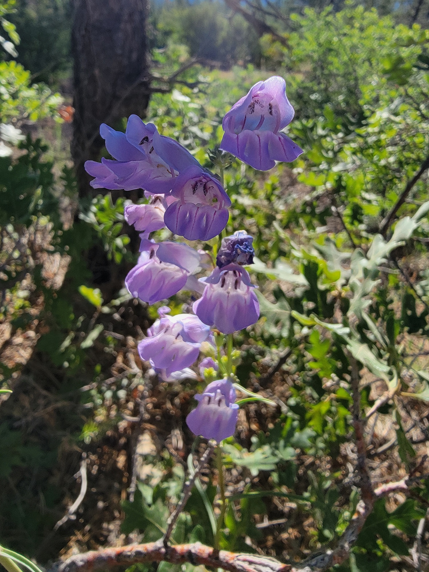 Penstemon comarrhenus A.Gray