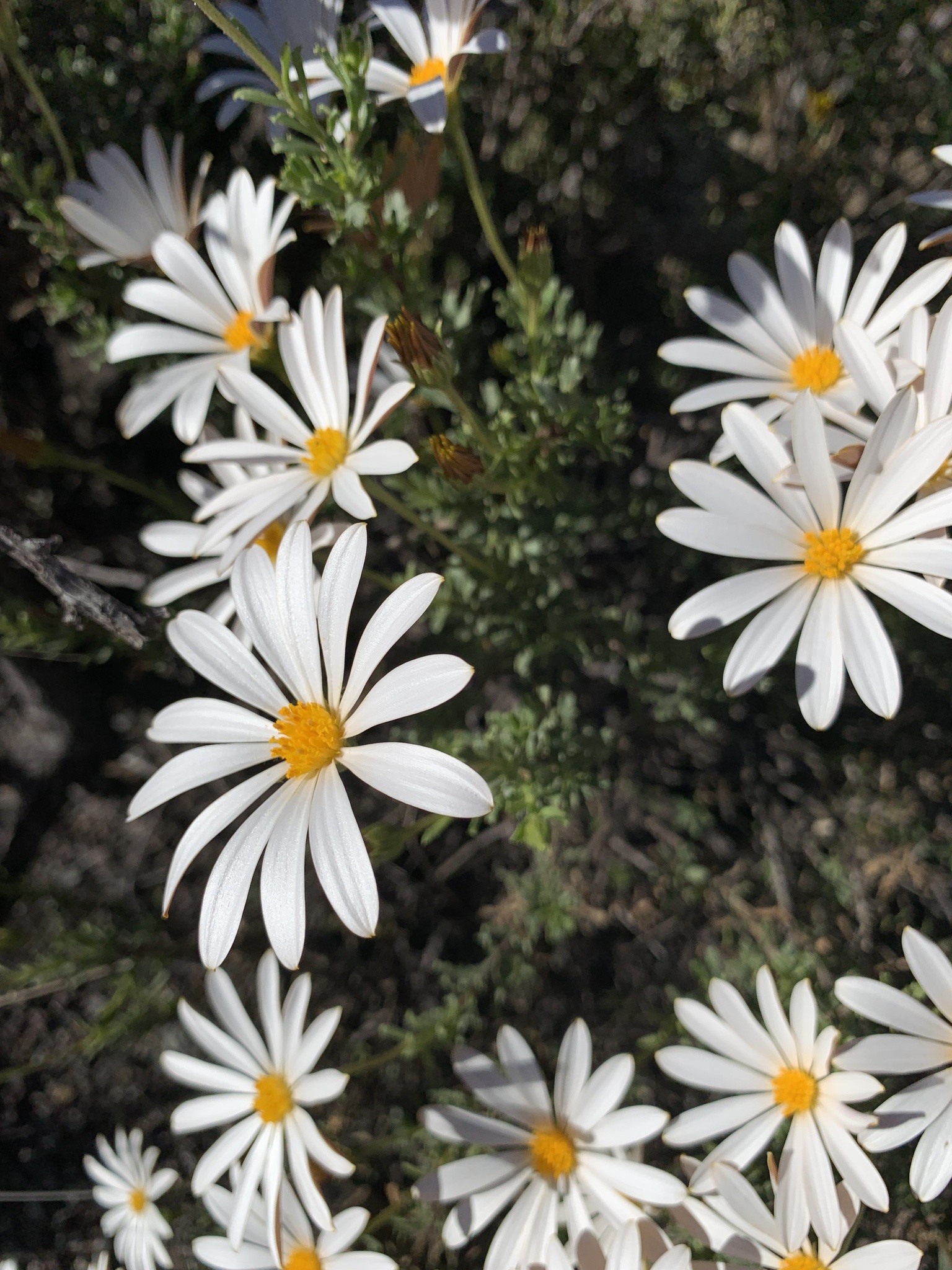 Dimorphotheca cuneata (Thunb.) DC.