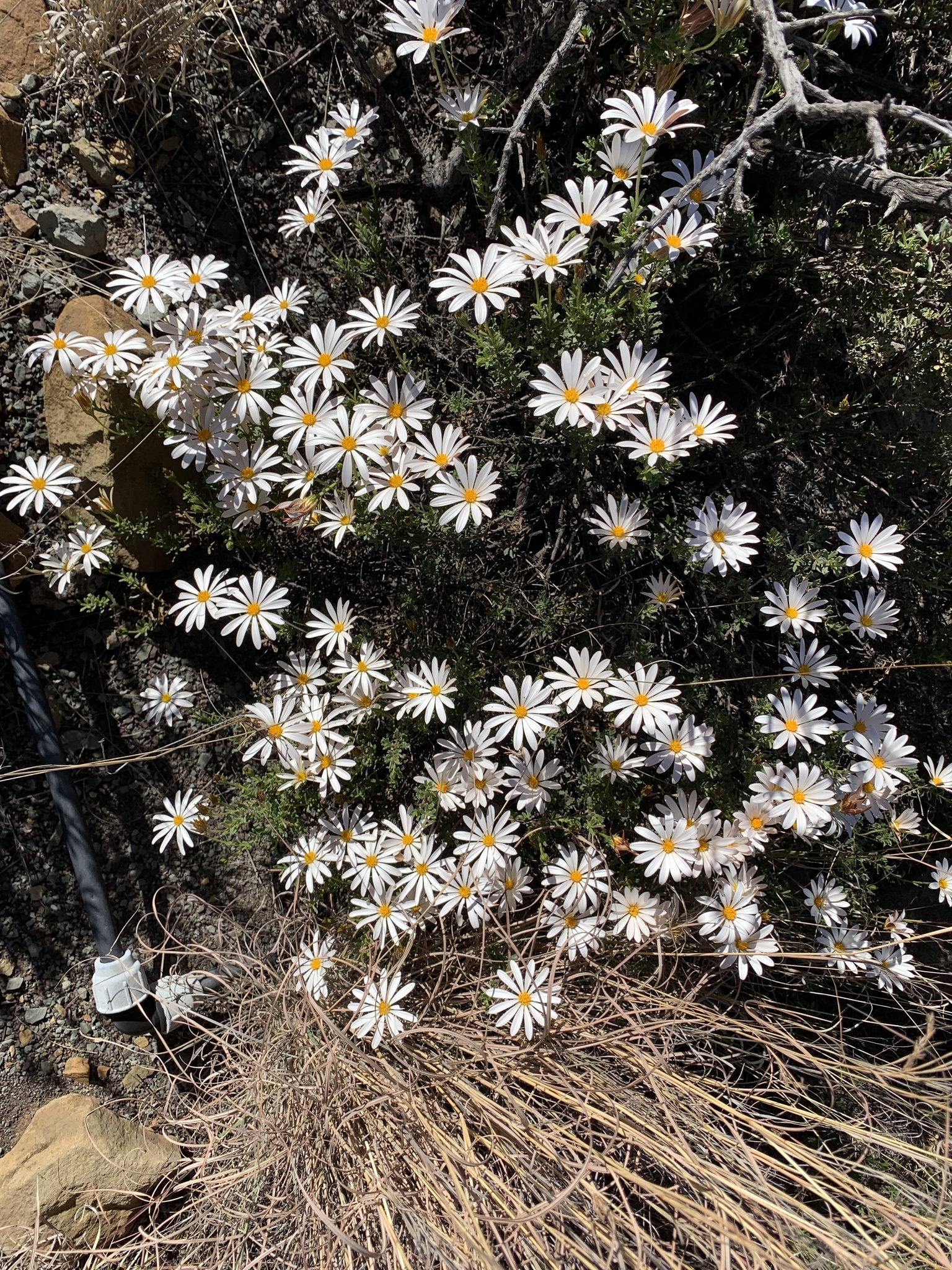 Dimorphotheca cuneata (Thunb.) DC.