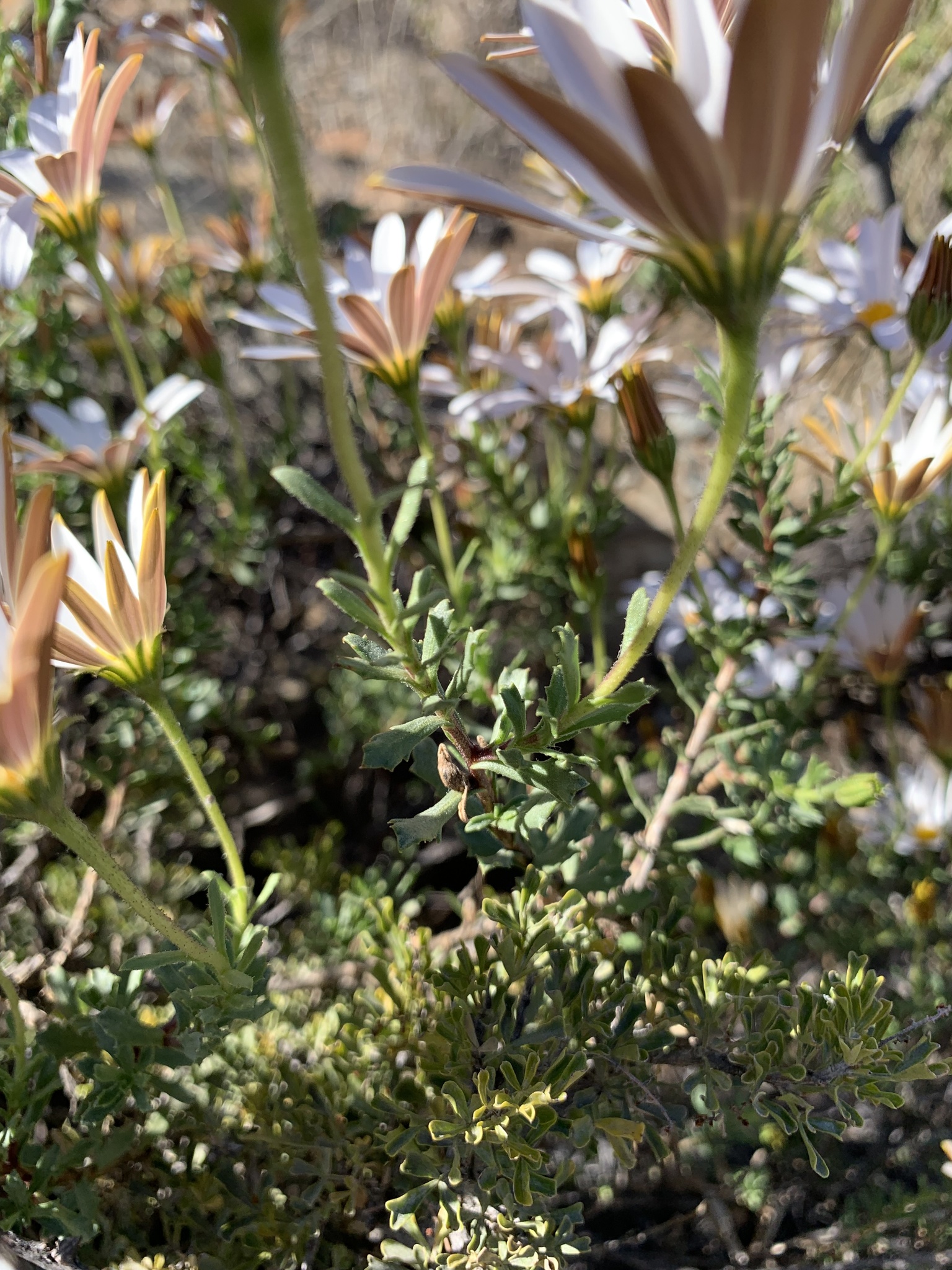 Dimorphotheca cuneata (Thunb.) DC.