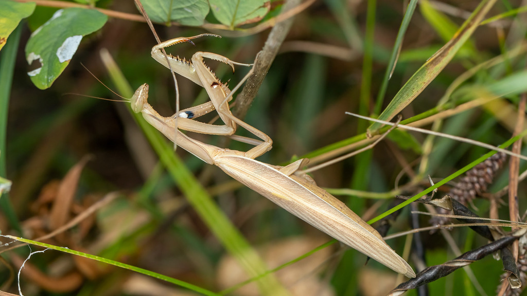 European Mantis from Neunkirchen District, Austria on July 28, 2022 at ...