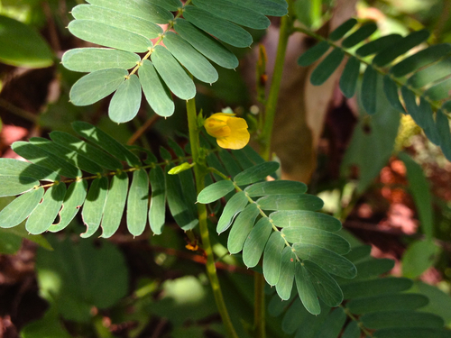 Sensitive Pea (Vascular Plants of Lost Cove Farm) · iNaturalist