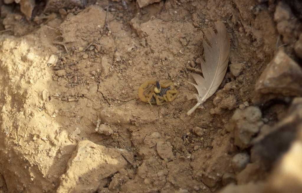 Israeli Black-top Deathstalker from Ashkelon, Israel on February 9 ...