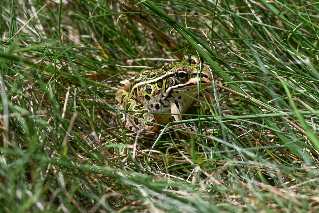 Northern Leopard Frog from Tuscarawas County, OH, USA on August 15 ...