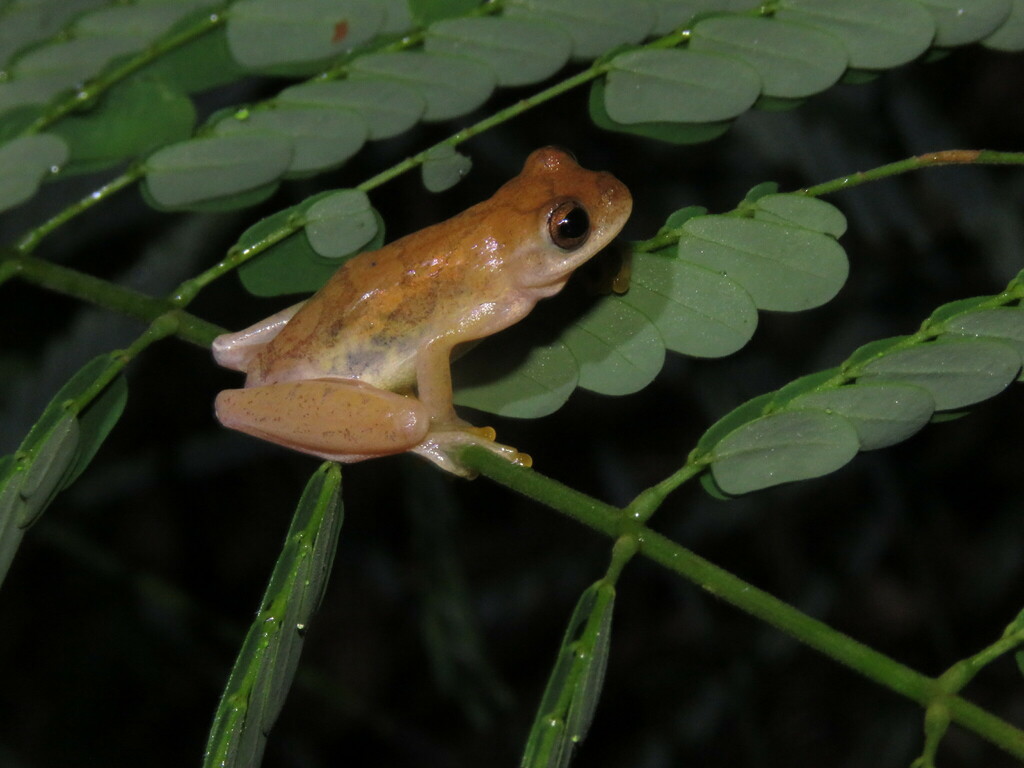 Lesser Tree Frog from Vaca Diez, Bolivia on February 01, 2019 at 11:28 ...