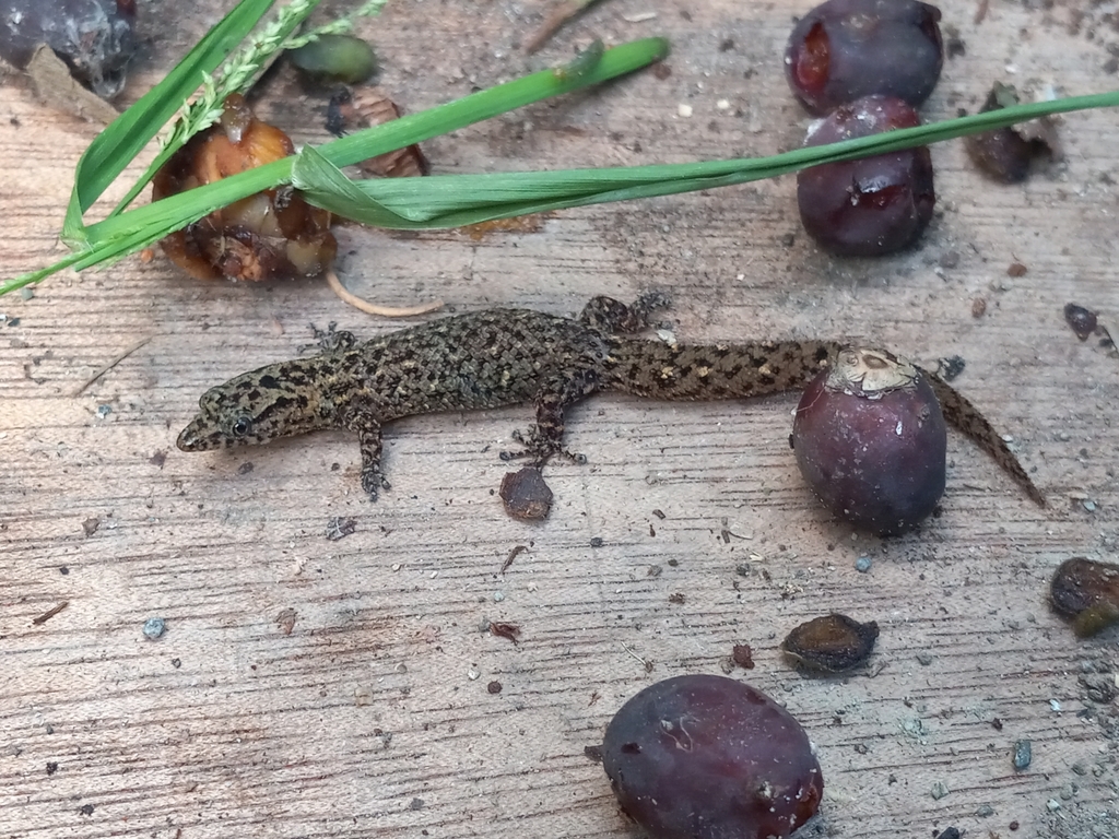 Sphaeros from Gaspar Hernández, DO-ES, DO on August 18, 2022 at 04:40 ...