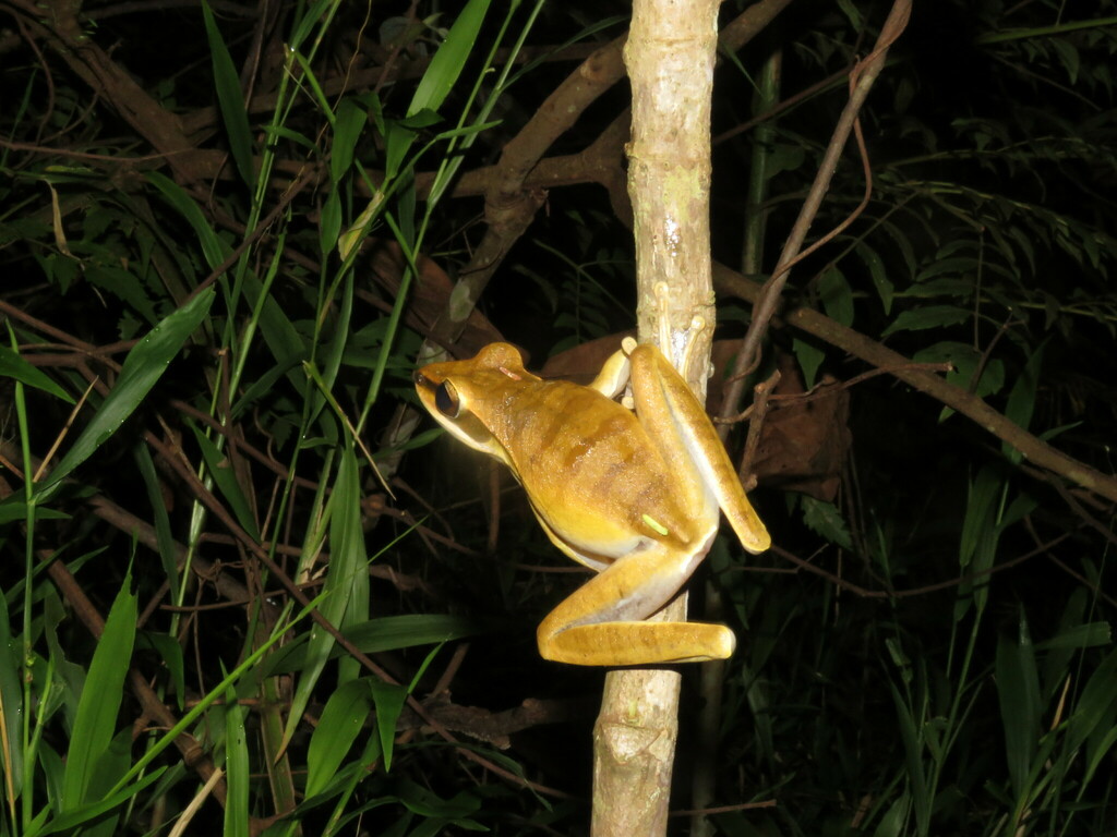 Basin Tree Frog from Vaca Diez, Bolivia on February 2, 2019 at 01:19 AM ...