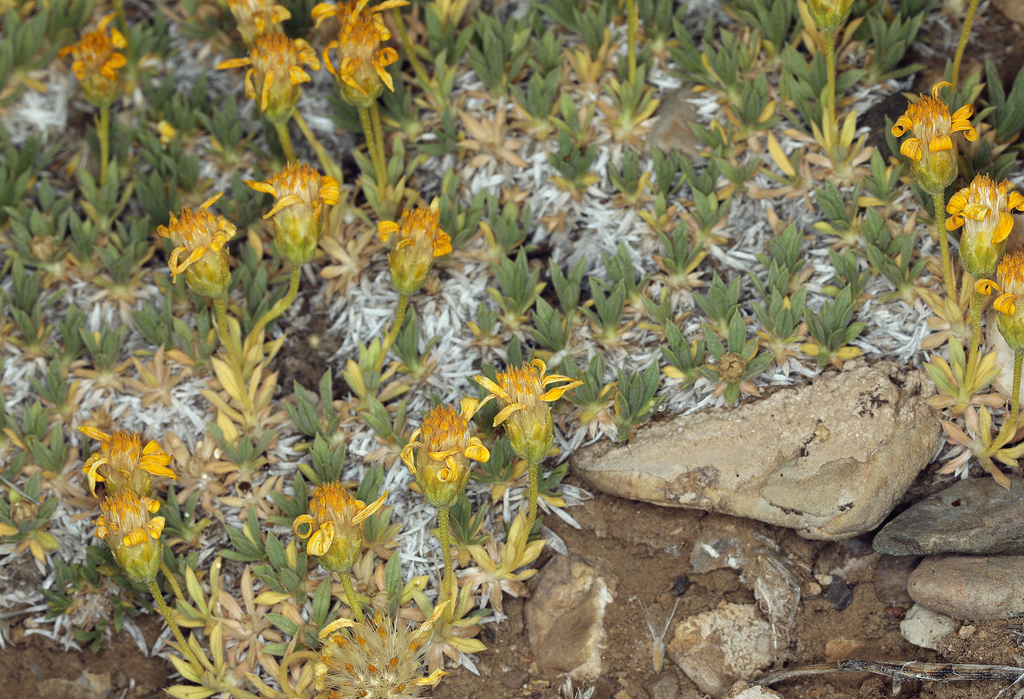 Stemless Mock Goldenweed from Mono County, CA, USA on July 16, 2022 at ...