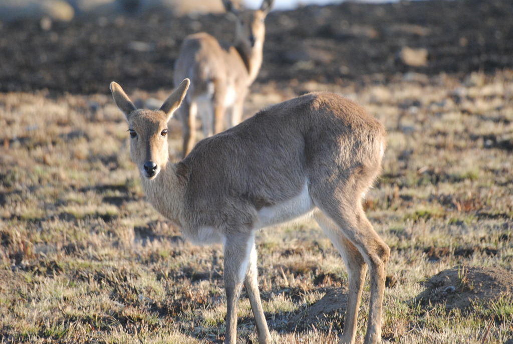 Reedbucks (Redunca) - Know Your Mammals