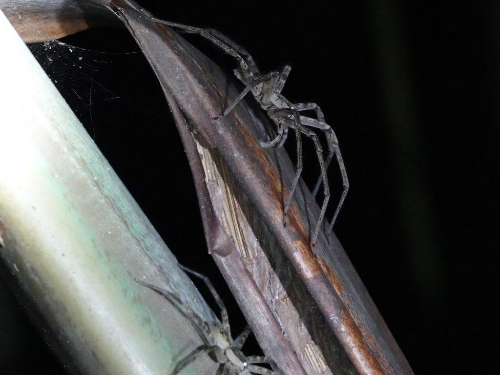 Bromeliad spiders from Alajuela Province, San Carlos, Costa Rica on ...